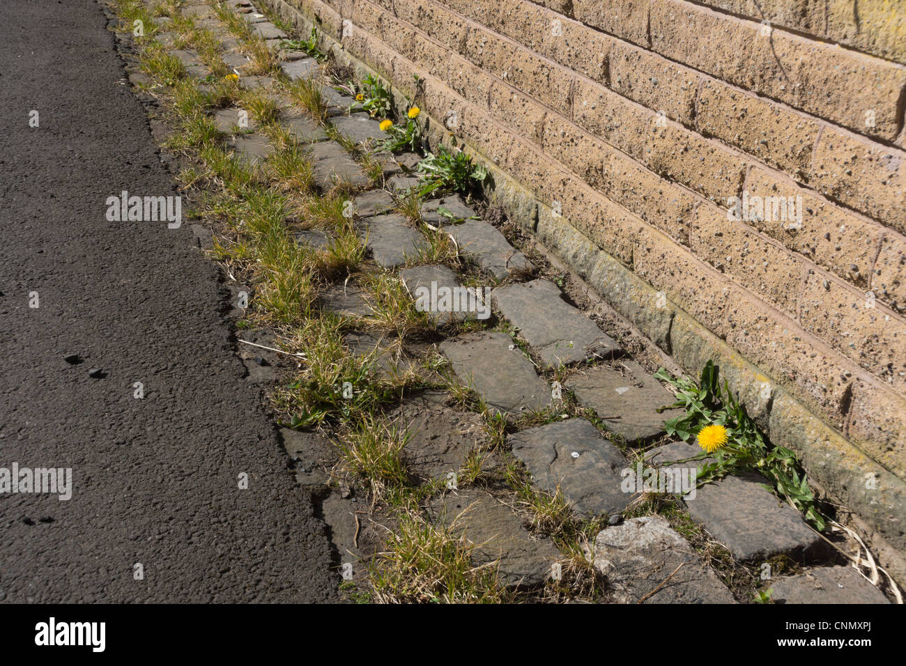 Roadside weeds hi-res stock photography and images - Alamy