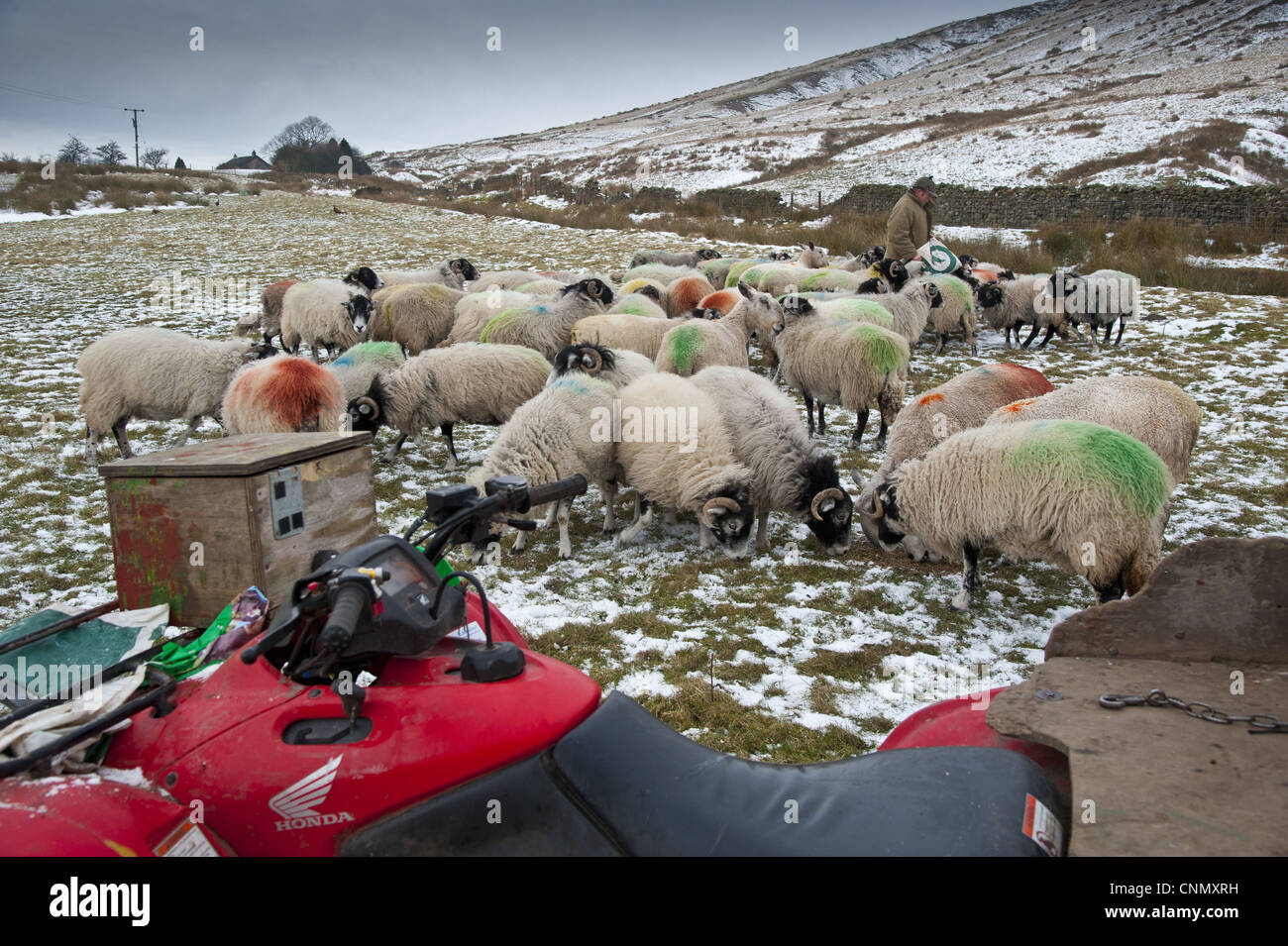 Domestic Sheep Swaledale ewes flock being fed by farmer snow covered pasture quad bike ...