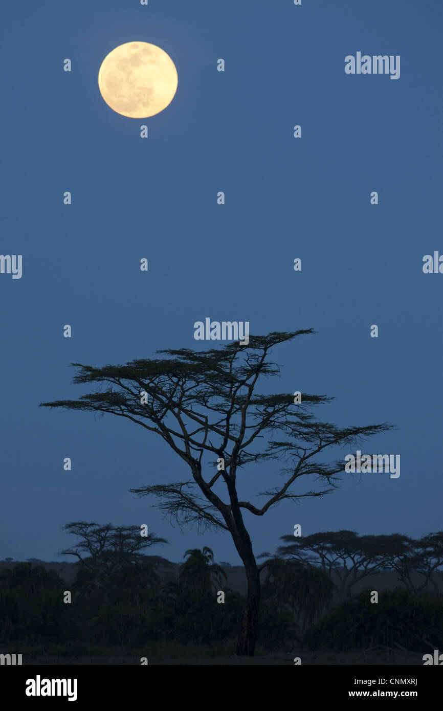Moon over savannah at night, Serengeti N.P., Tanzania, november Stock ...
