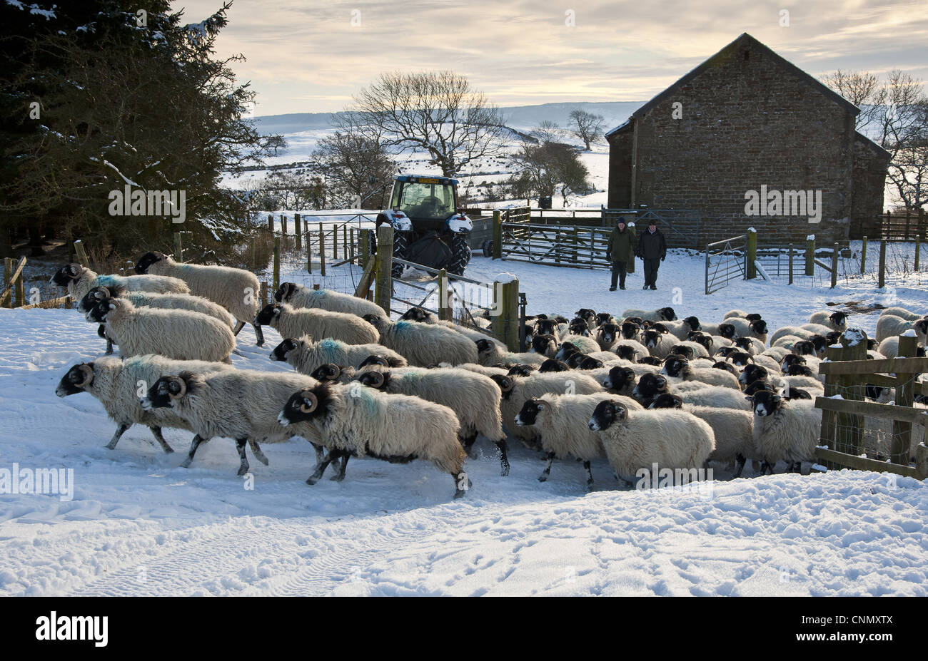 Domestic Sheep Swaledale ewes flock moved snow covered pasture tractor farmers stone barn ...