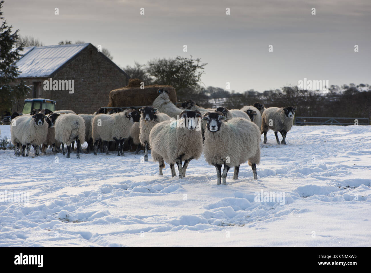Domestic Sheep Swaledale ewes flock standing snow covered pasture ...