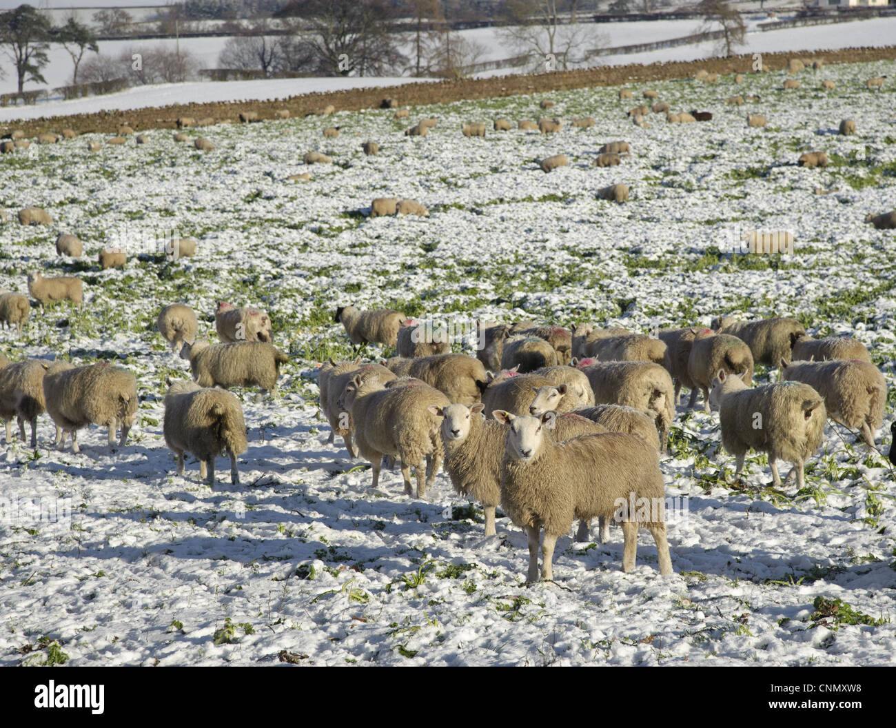 Fodder crop sheep hi-res stock photography and images - Alamy