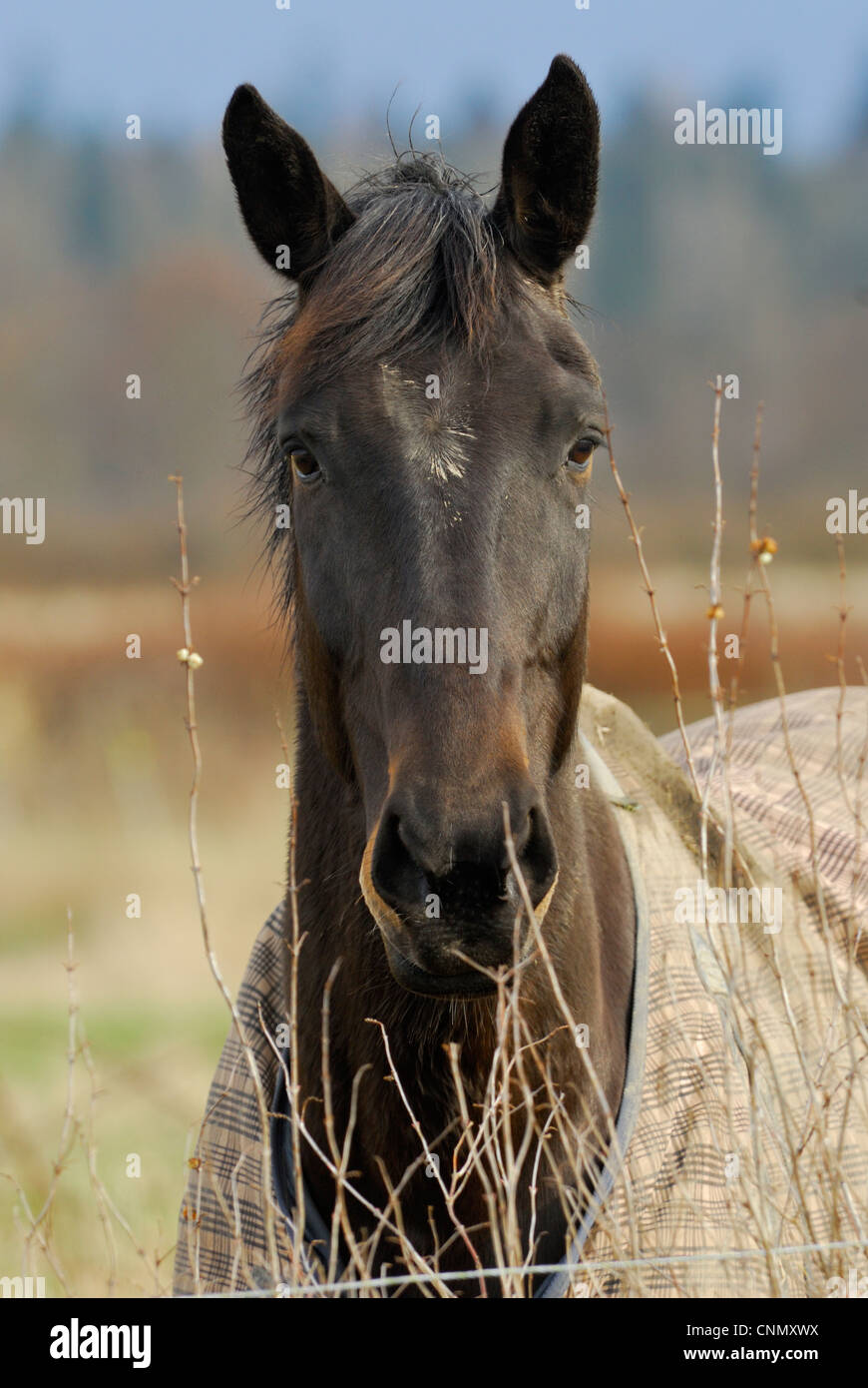Close-up of a chestnut colored horse wearing a blanket Stock Photo - Alamy