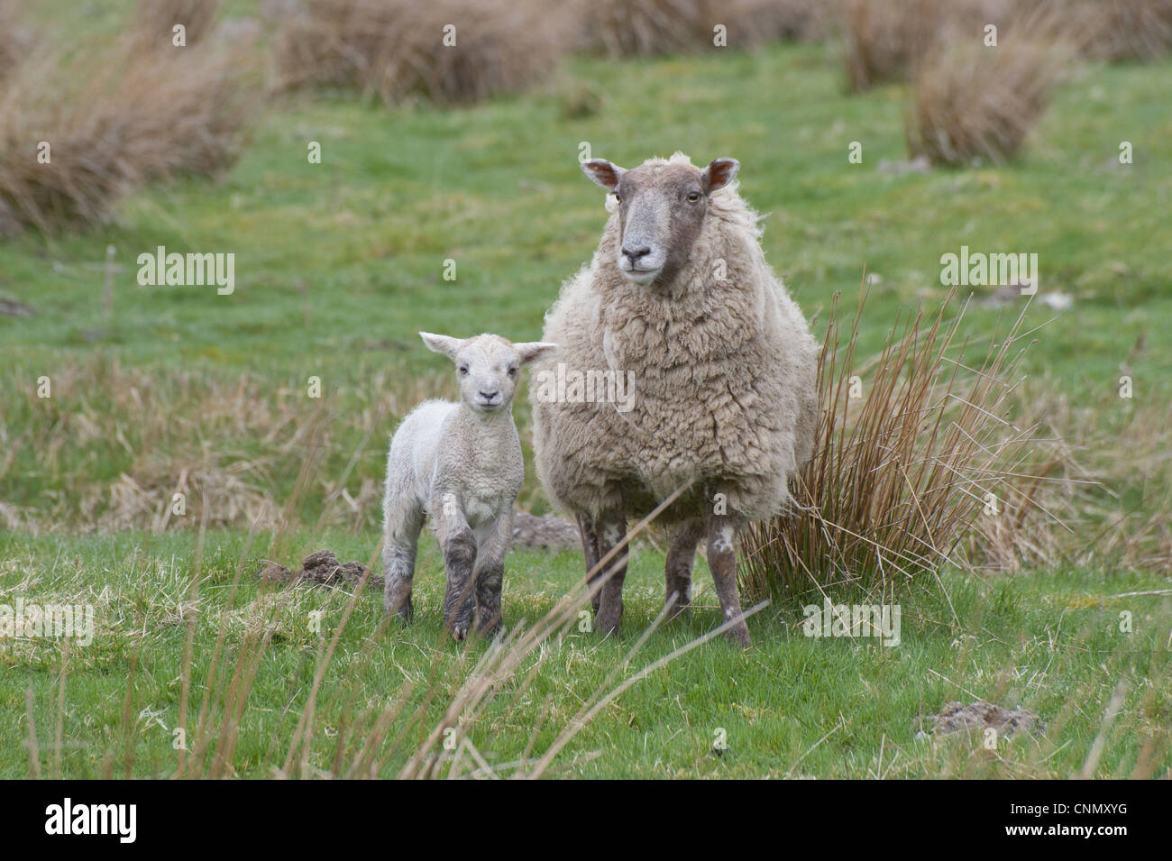 Charollais sheep hi-res stock photography and images - Alamy