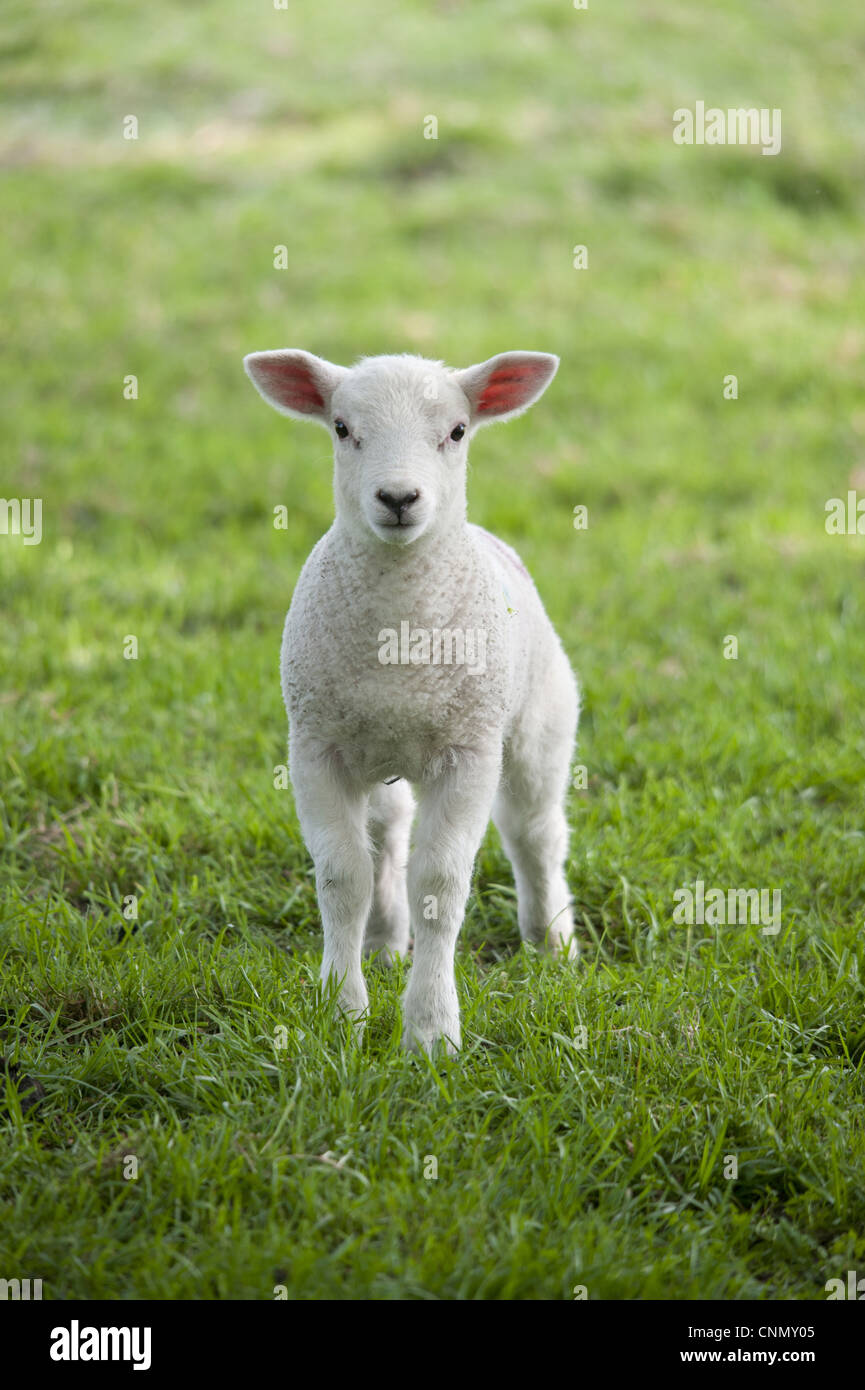Domestic Sheep, Texel cross lamb, standing in pasture, Chipping ...