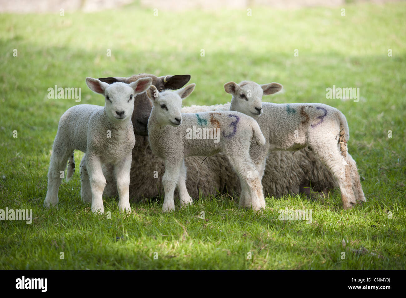 Domestic Sheep, Mule ewe with Texel cross triplet lambs, in pasture ...