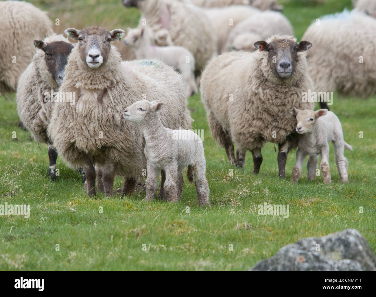 Domestic Sheep, Charollais x Scottish Blackface ewes with Charollais sired lambs, standing in ...
