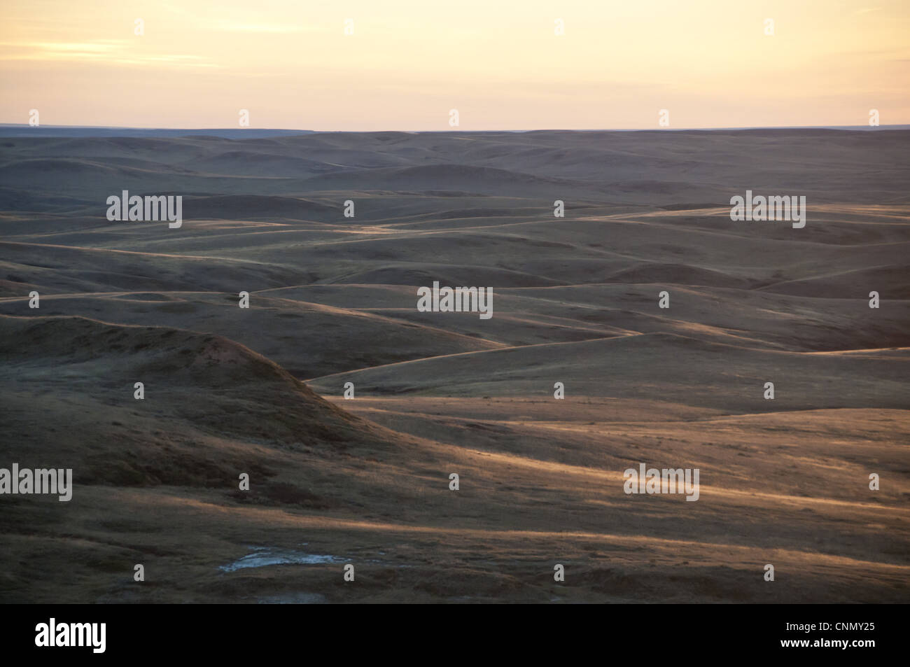 View of shortgrass prairie habitat, East Bloc, Grasslands N.P ...