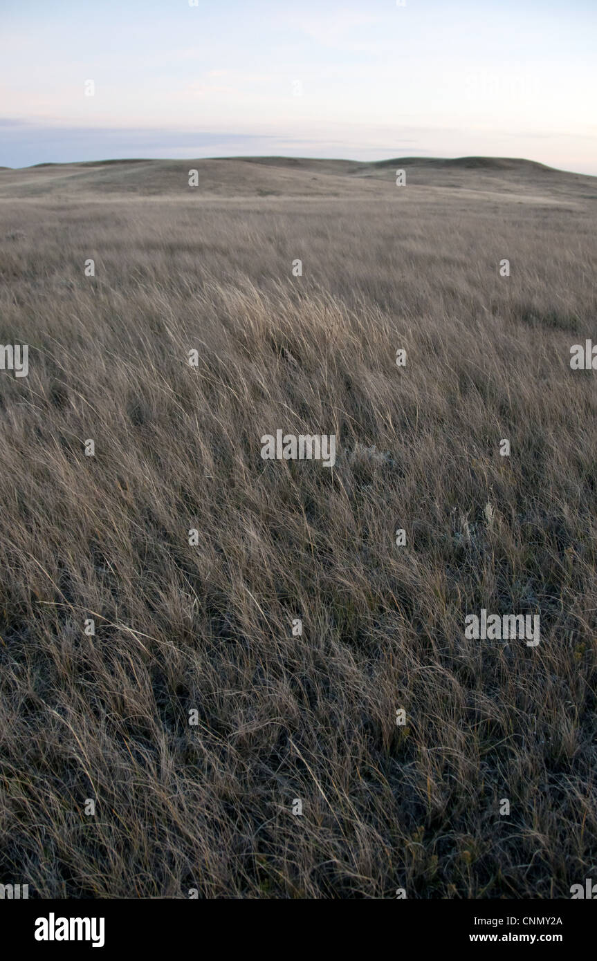 Semi arid grasslands hi-res stock photography and images - Alamy