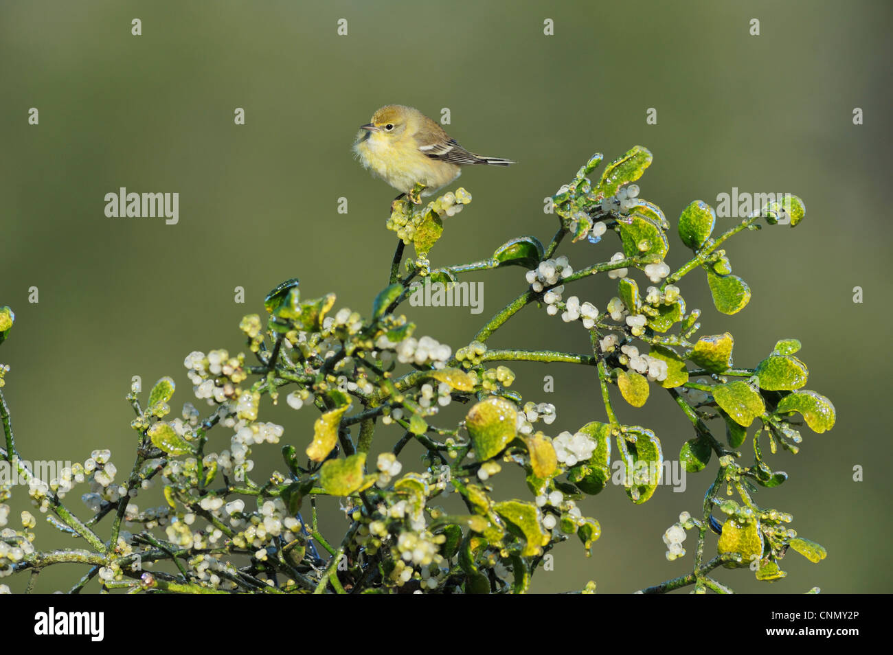 Female mistletoe bird hi-res stock photography and images - Alamy