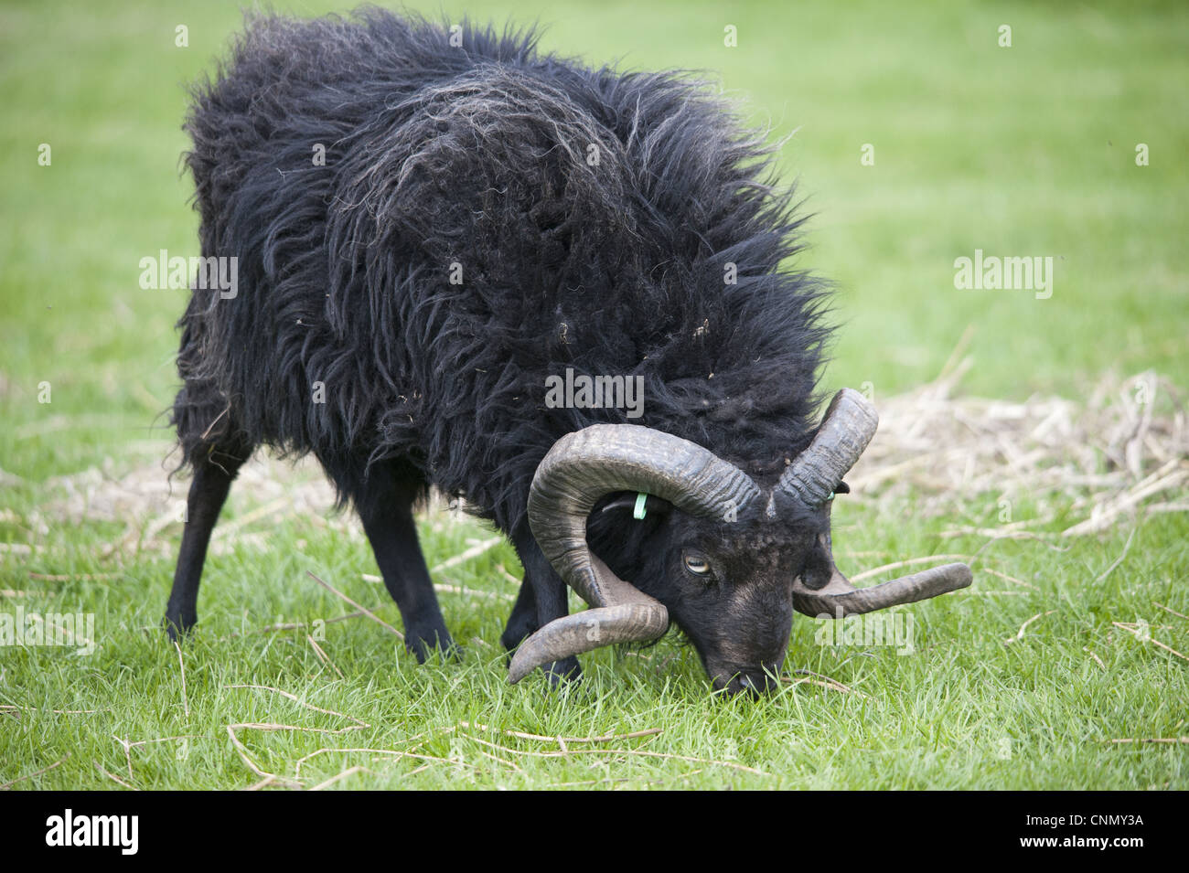 Dwarf sheep hi-res stock photography and images - Alamy