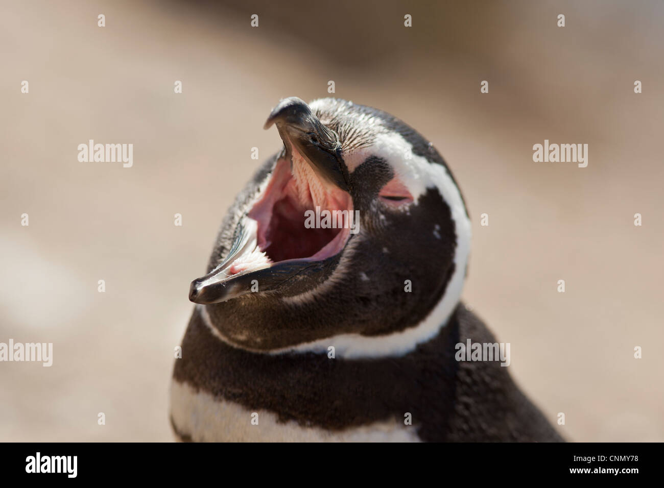 Gillian merritt hi-res stock photography and images - Alamy