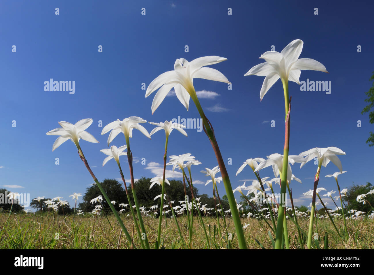Evening Rain Lily (Cooperia drummondii), blooming in meadow, Dinero ...