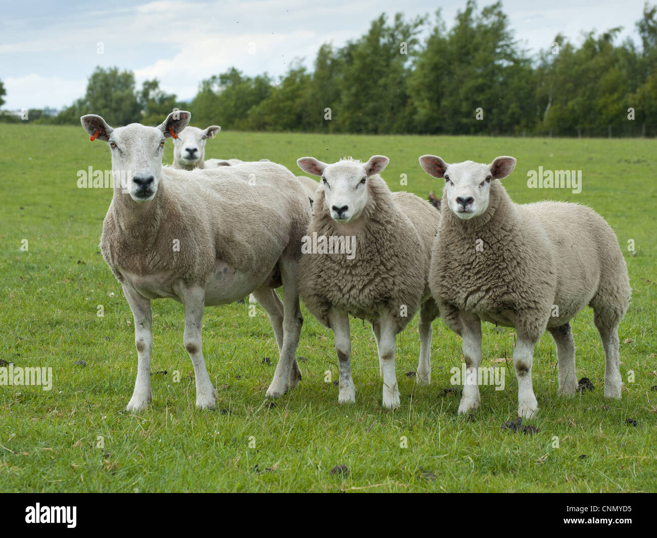 Domestic Sheep, Texel x Rouge ewes with Beltex sired lambs, standing in ...