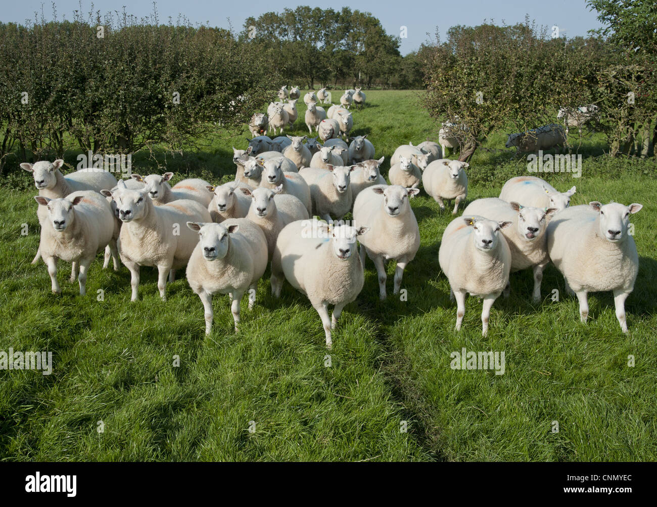Texel groups hi-res stock photography and images - Alamy