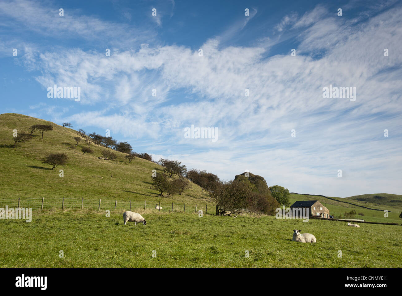 Domestic Sheep, ewes in pasture, under cloudy sky, Whitewell, Clitheroe ...
