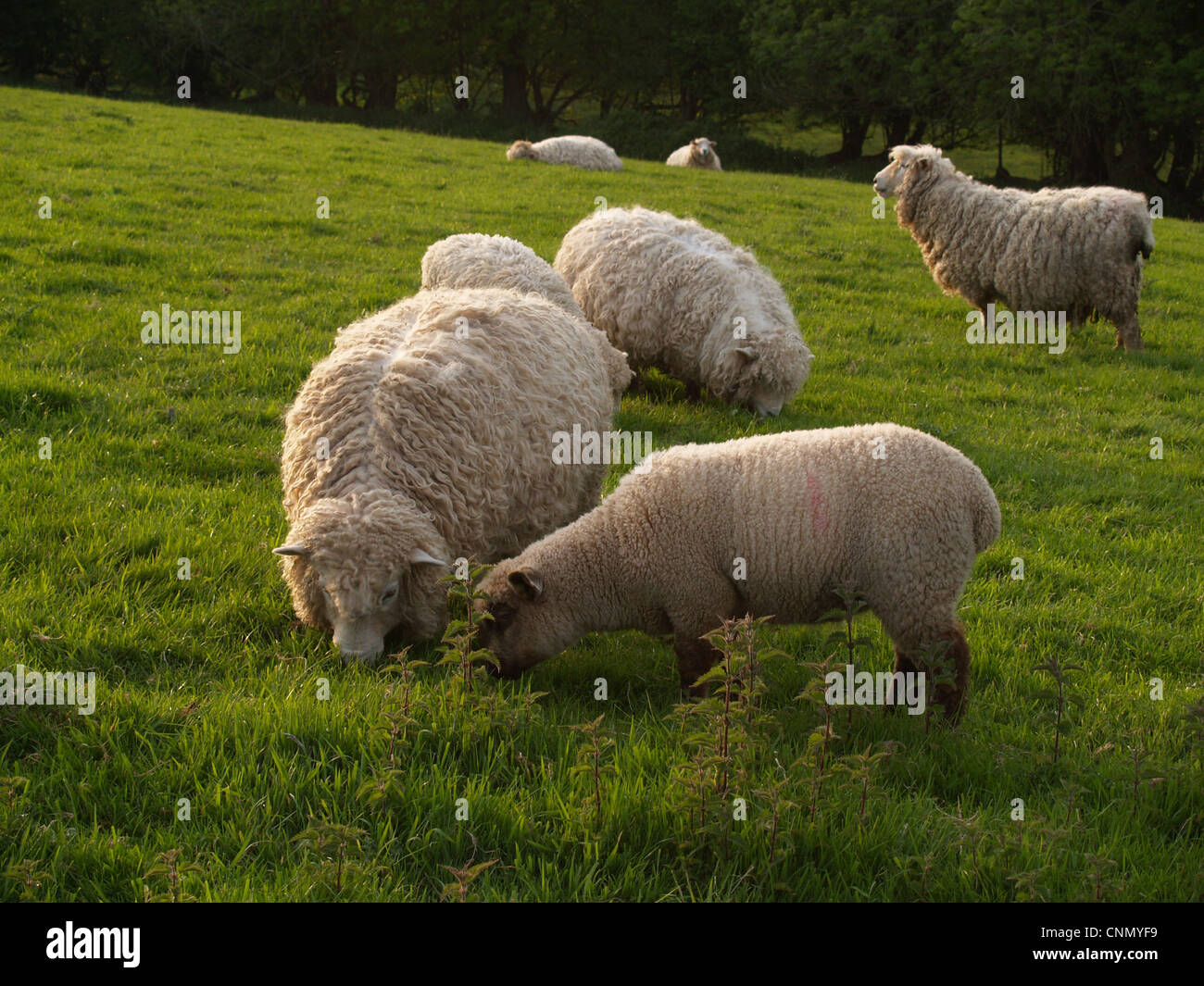 Devon longwool sheep hi-res stock photography and images - Alamy