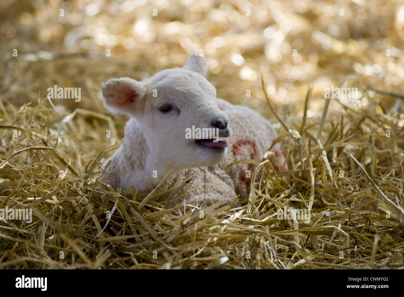 Sheep calling lamb hi-res stock photography and images - Alamy