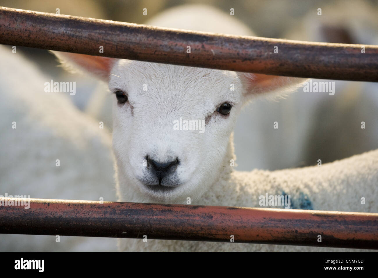 Domestic Sheep, lamb, close-up of head, looking out of pen, North ...