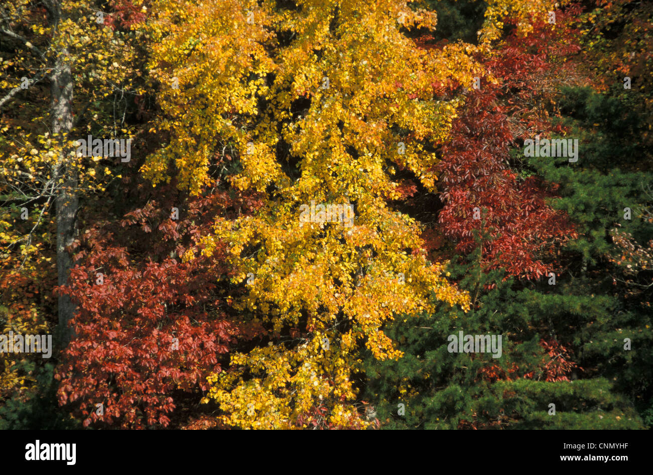 Tennessee Autumn/fall colour of Maples - Oaks and Hickory trees lose ...