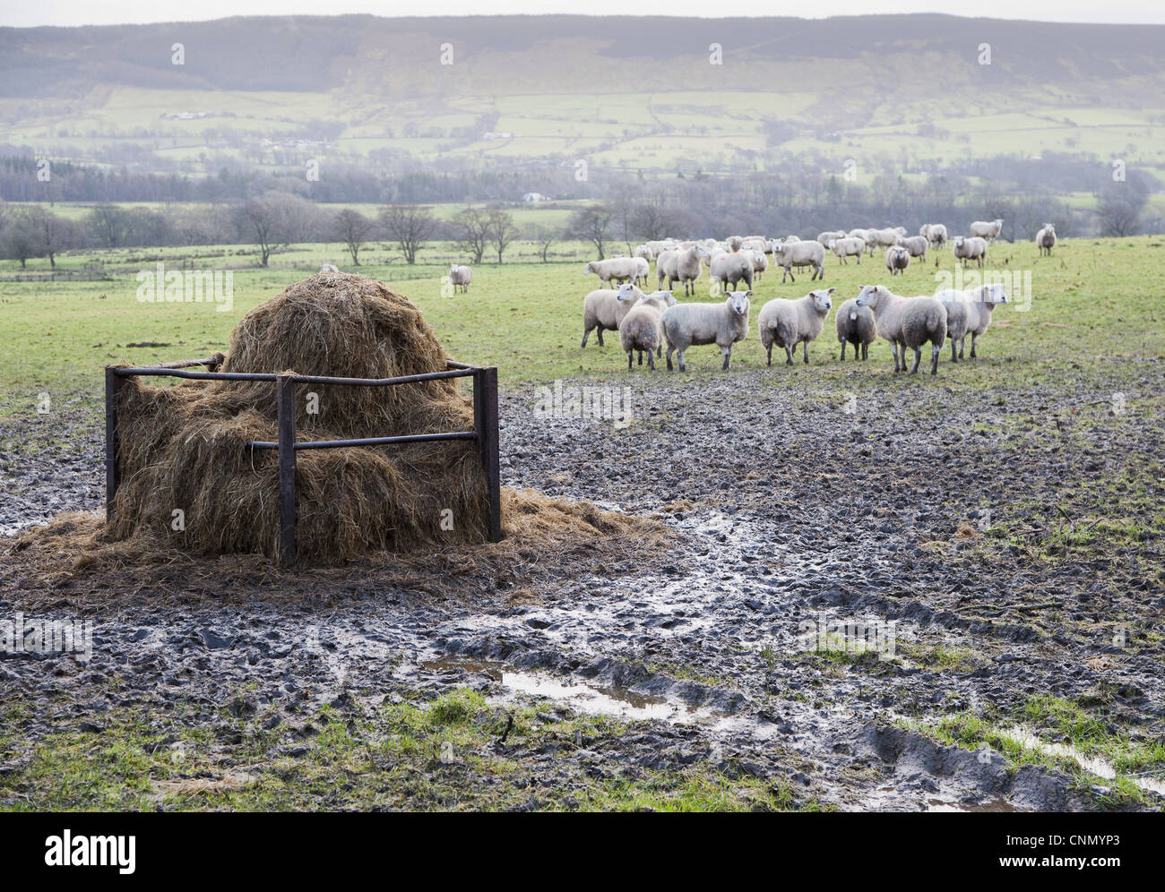 Domestic Sheep, flock, standing in muddy pasture near feeder ...