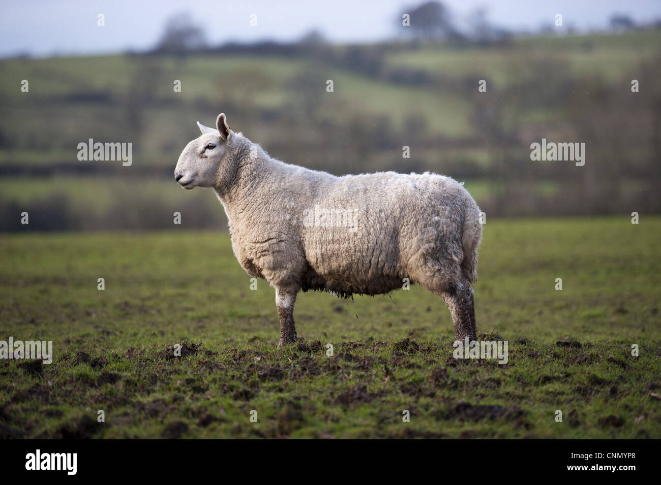 Sheep muddy field hi-res stock photography and images - Alamy