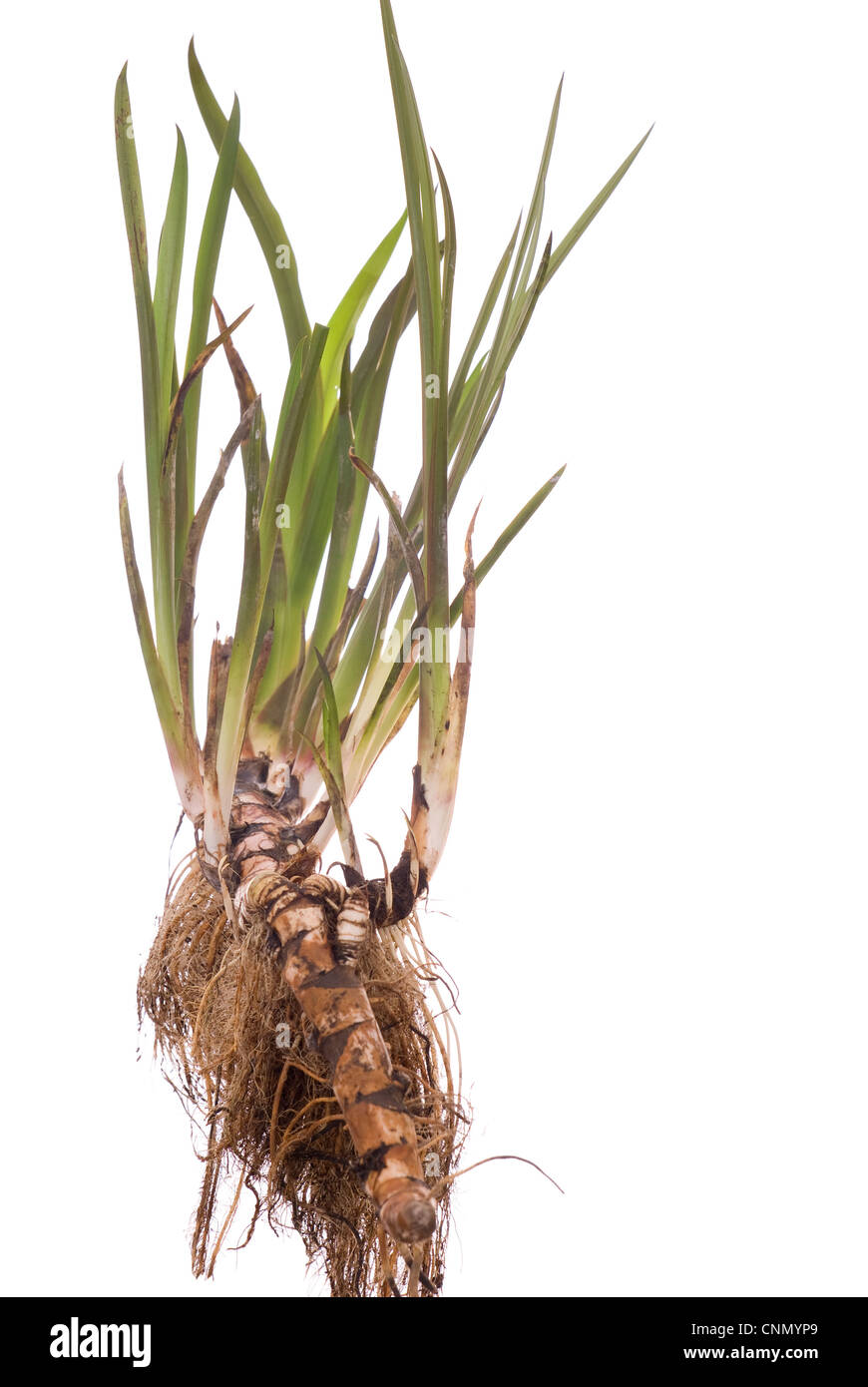 young plant calamus with root on white background Stock Photo - Alamy