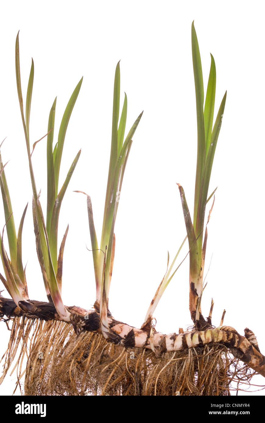 Reed plant hi-res stock photography and images - Alamy