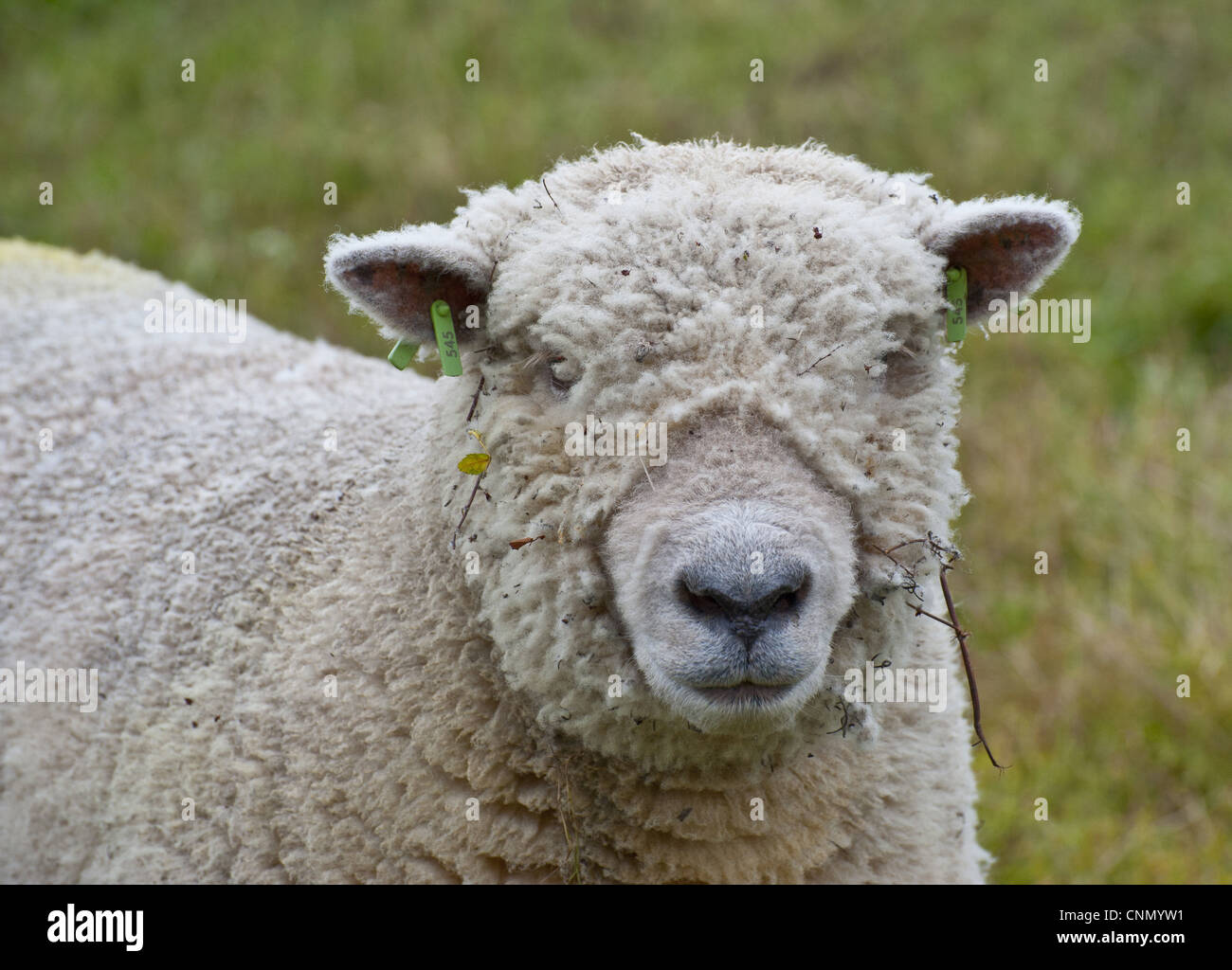 Domestic Sheep, Southdown shearling ram, close-up of head, with ear ...