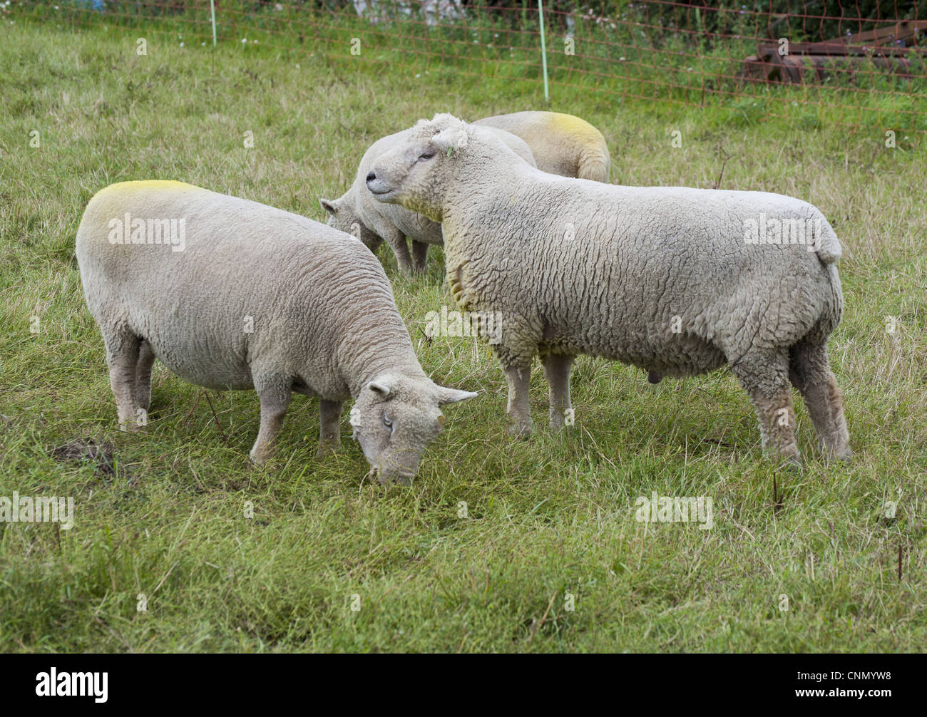 Sheep marking dye hi-res stock photography and images - Alamy