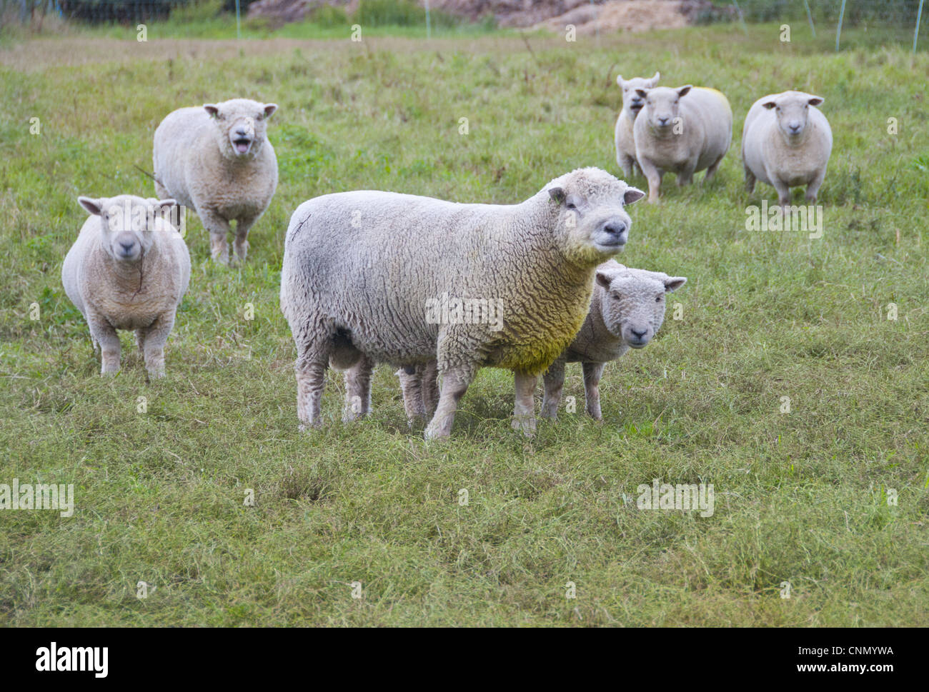 Domestic Sheep, Southdown ram and ewes, with raddle dye on chest ...