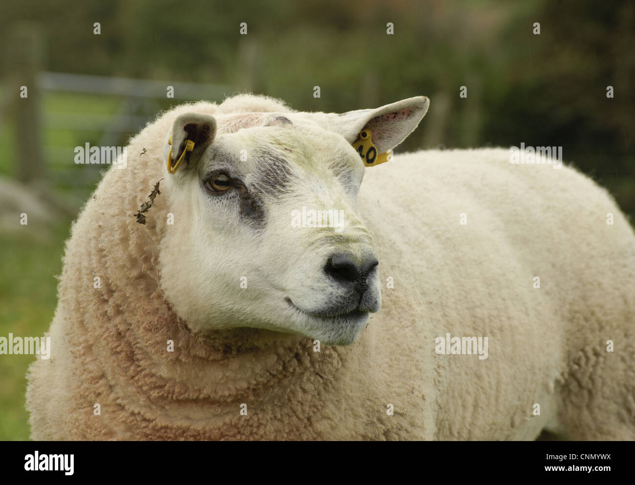 Texel ram hi-res stock photography and images - Alamy