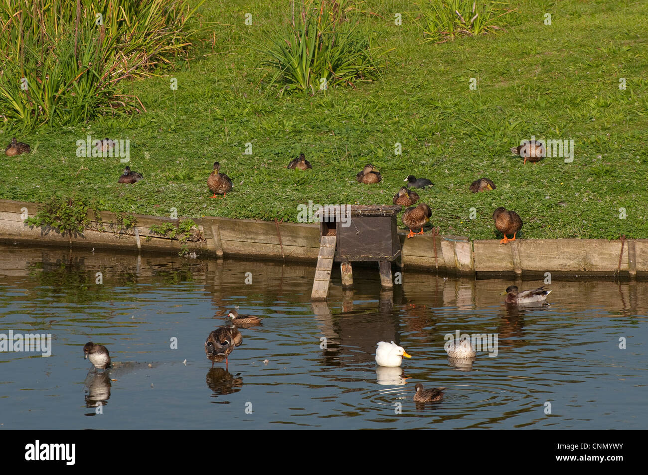 Ducks enjoying the summer sunshine in Blakeney, Norfolk, England Stock ...