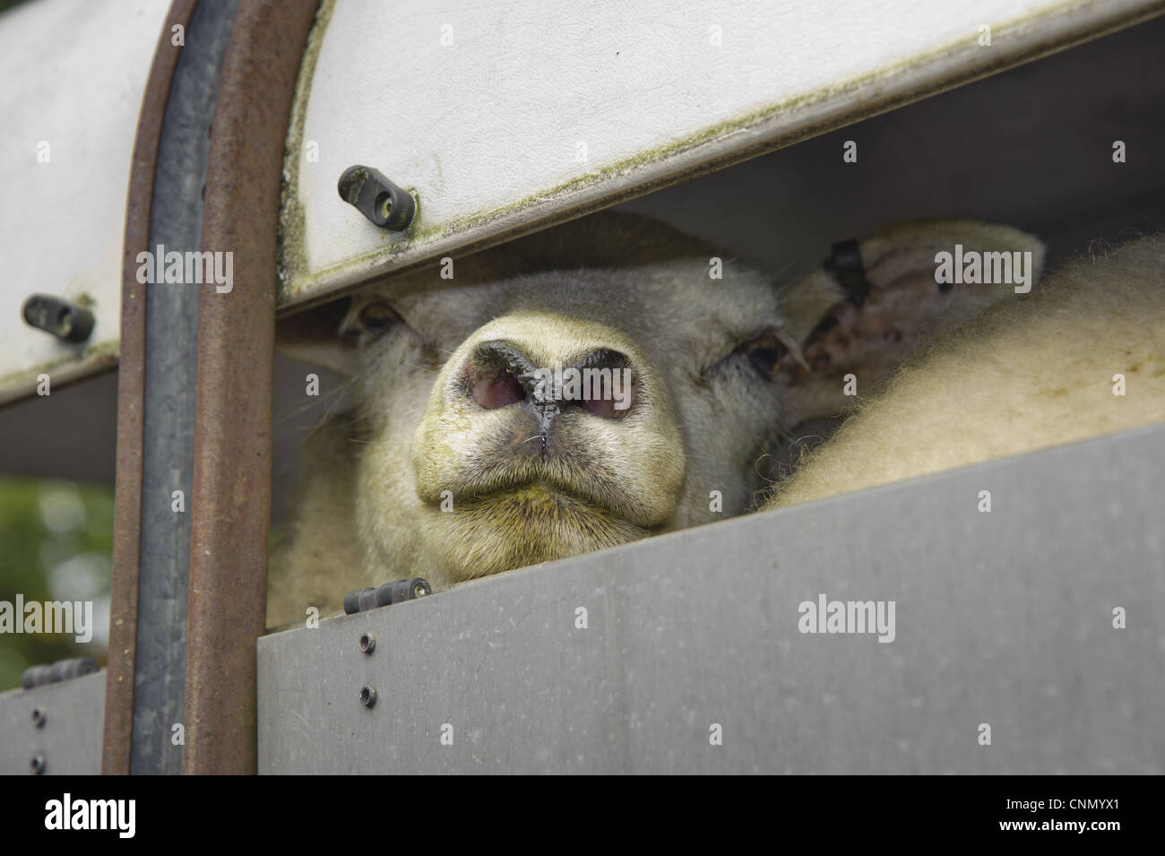 Domestic Sheep Texel ewe close-up head looking out livestock trailer ...