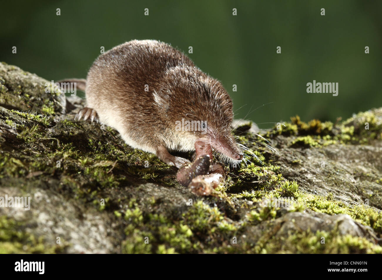 Common Shrew (Sorex araneus) adult, feeding on earthworm, Midlands ...