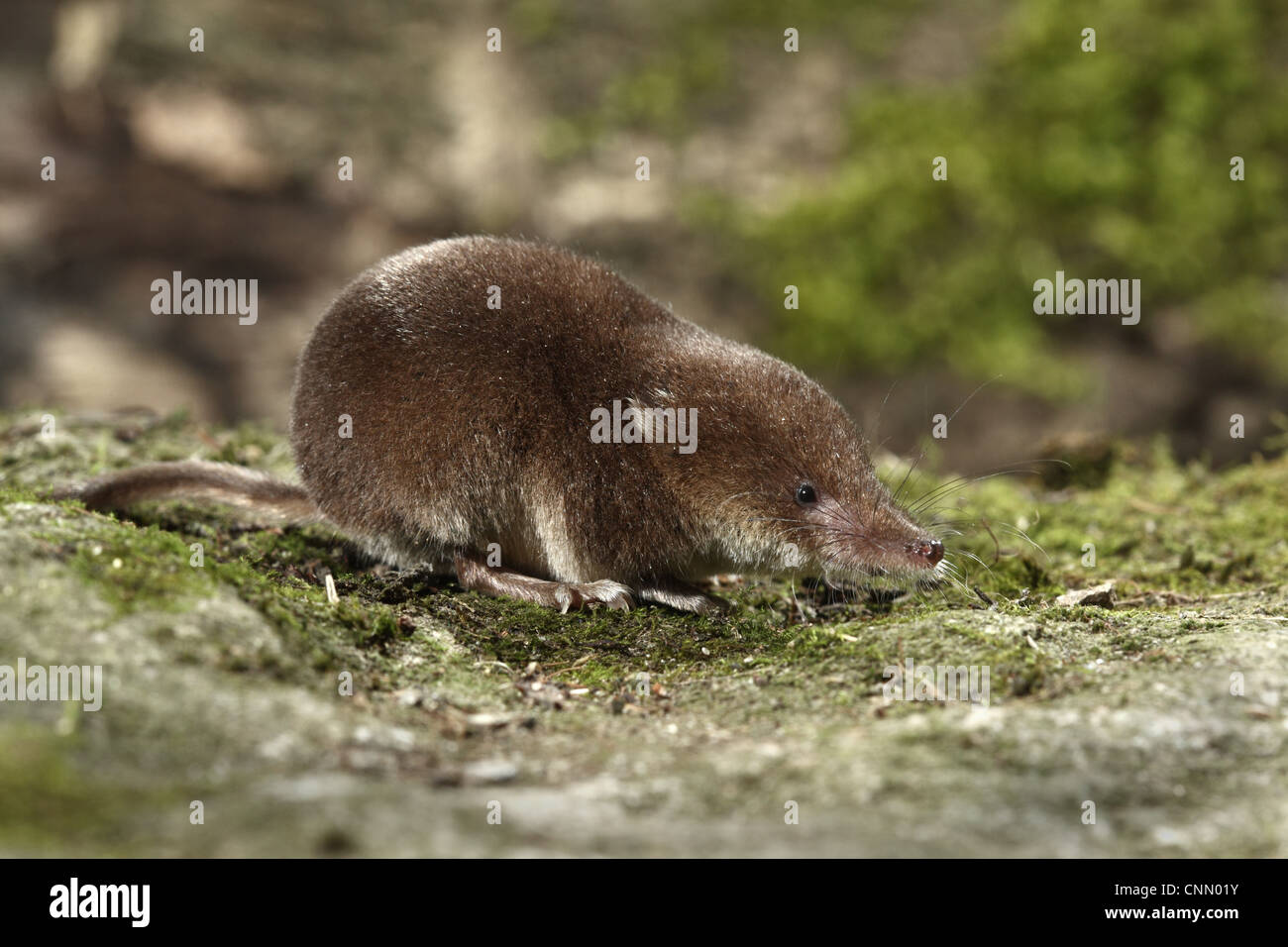 Sorex araneus uk hi-res stock photography and images - Alamy