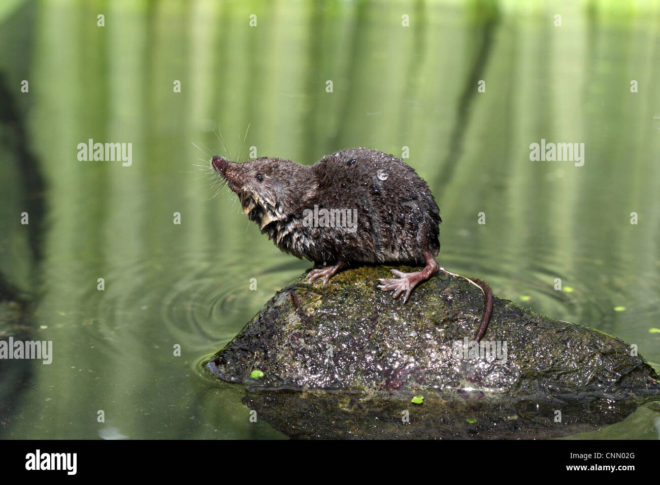Water shrew uk hi-res stock photography and images - Alamy