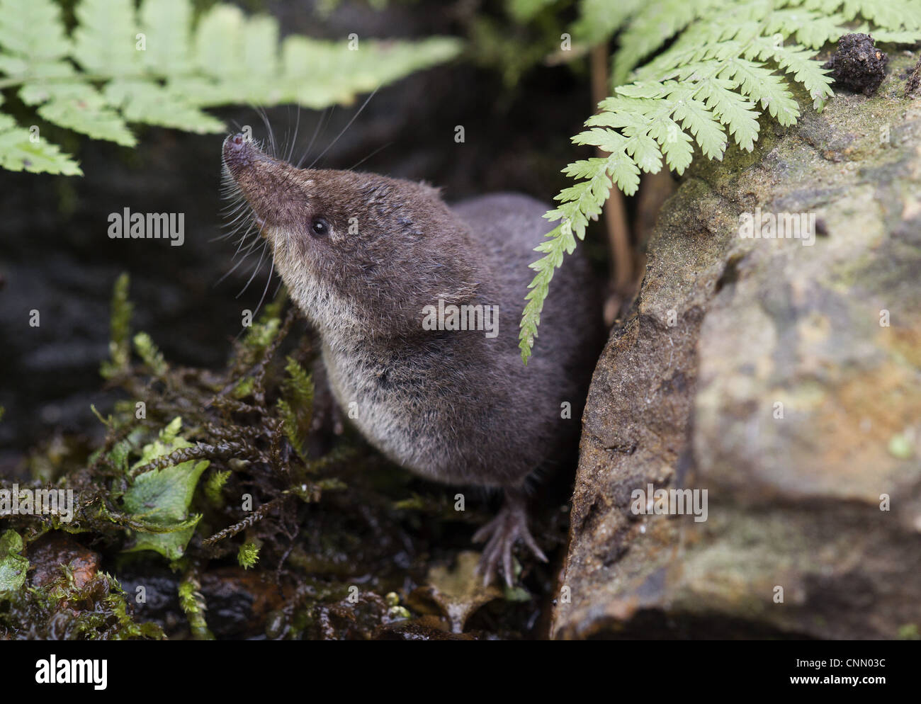 Eurasian water shrew fodiens hi-res stock photography and images - Alamy