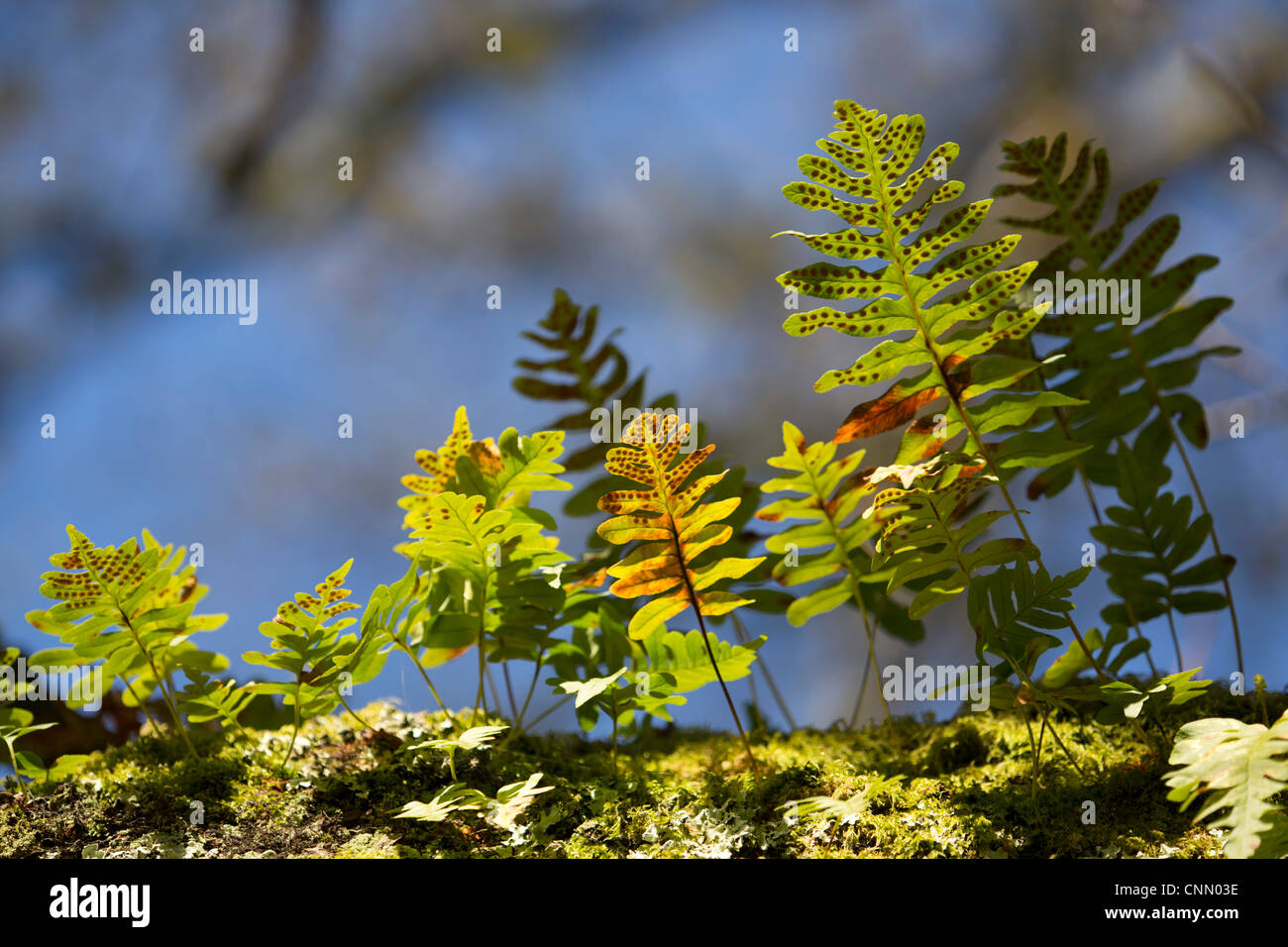 Common Polypody; Polypodium vulgare; in sunlight; UK Stock Photo - Alamy