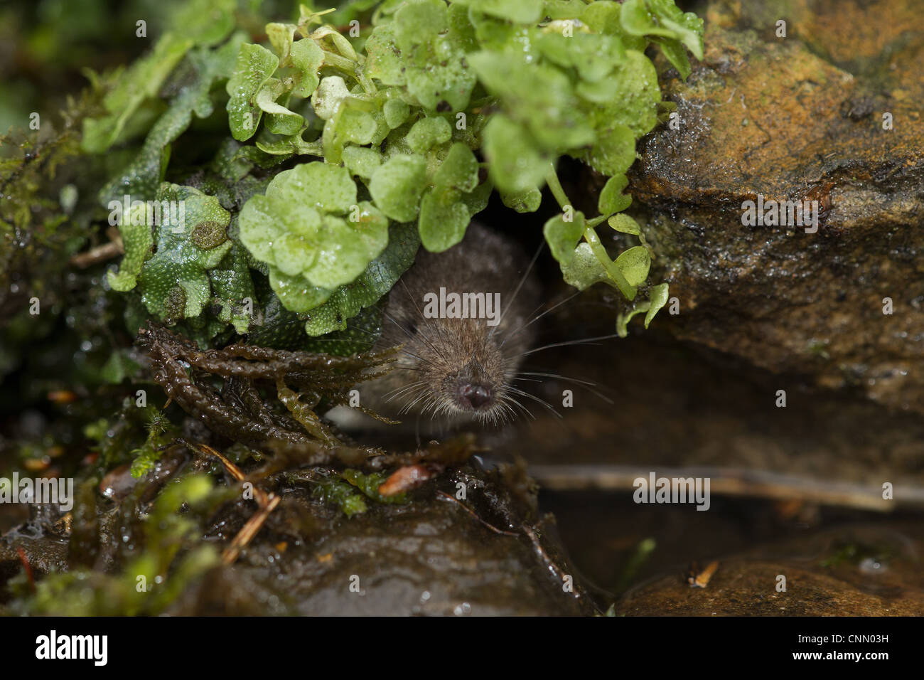 Eurasian Water Shrew (Neomys fodiens) adult, looking out from amongst ...