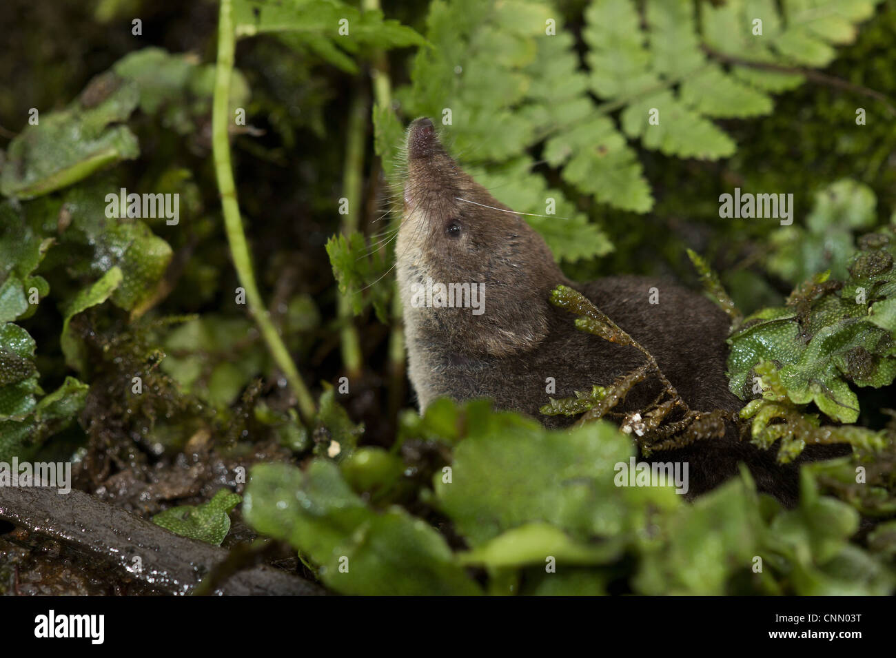 Eurasian Water Shrew (Neomys fodiens) adult, standing amongst ...