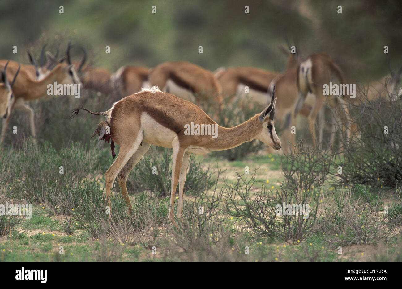 Springbok Antidorcas marsupialis adult female giving birth to calf ...