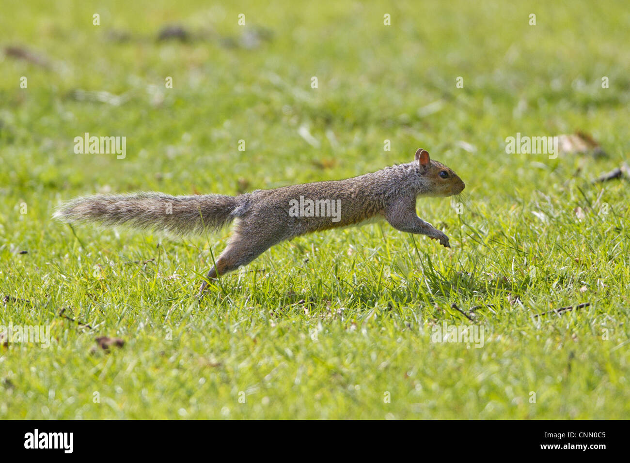Eastern Grey Squirrel (Sciurus carolinensis) introduced species, adult ...