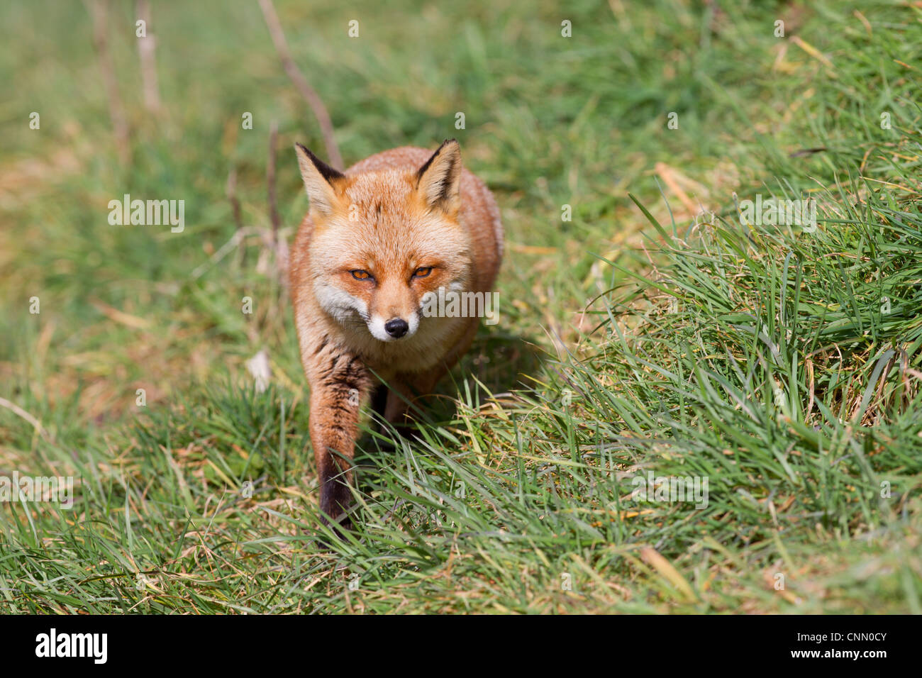 Fox movement hi-res stock photography and images - Alamy