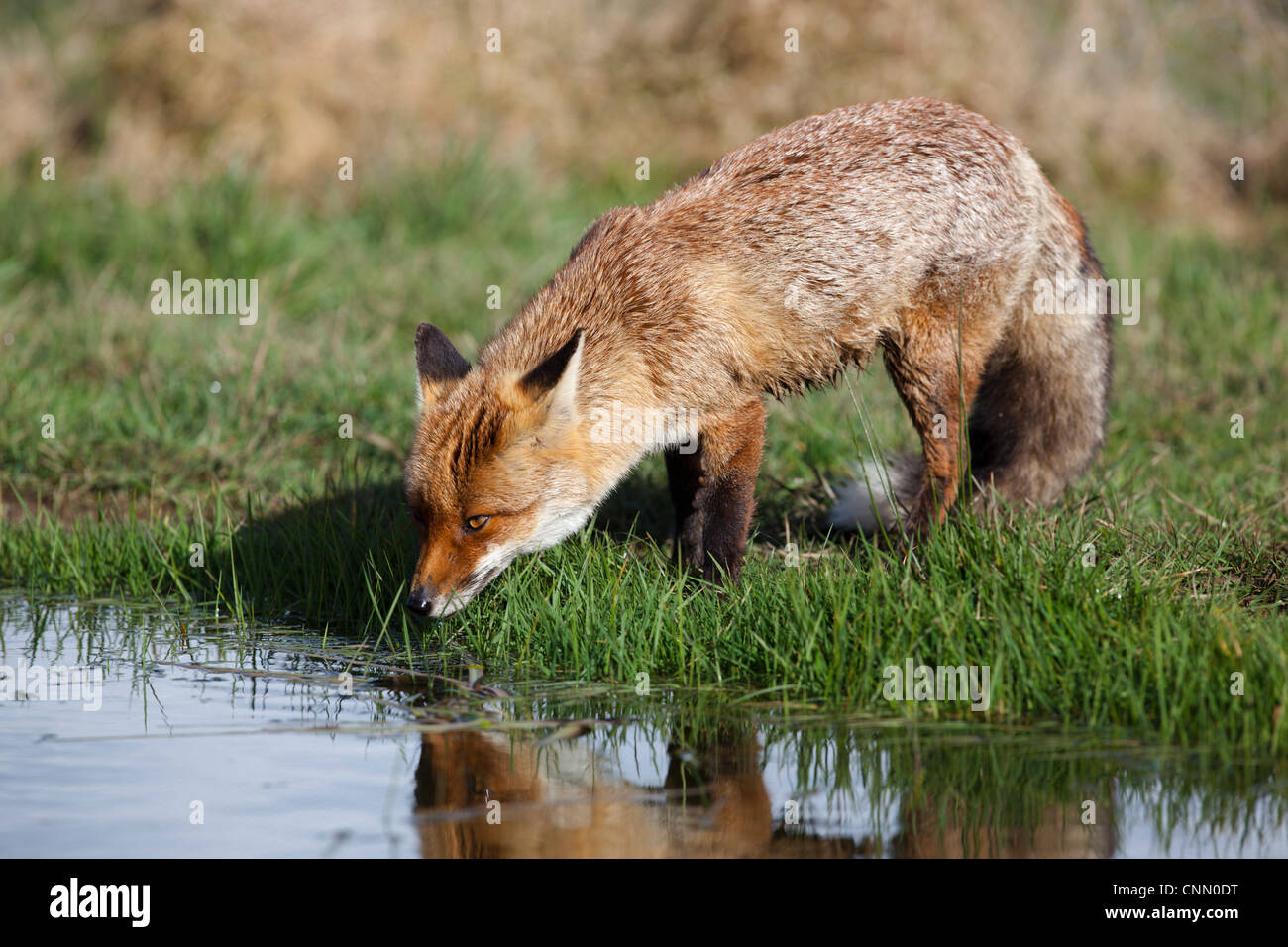 Fox; vulpes vulpes; UK; at water Stock Photo - Alamy