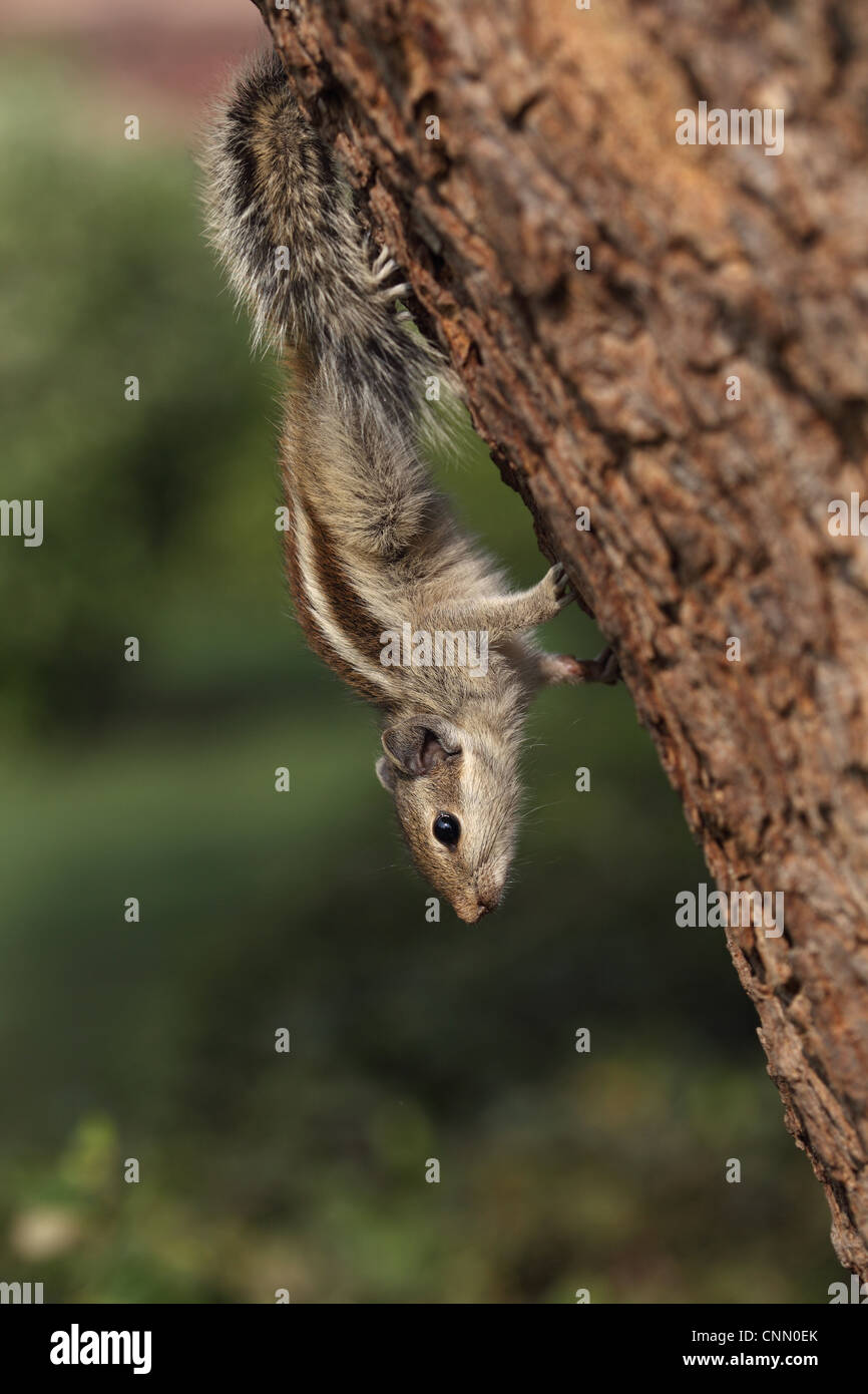 Five striped palm squirrels hi-res stock photography and images - Alamy