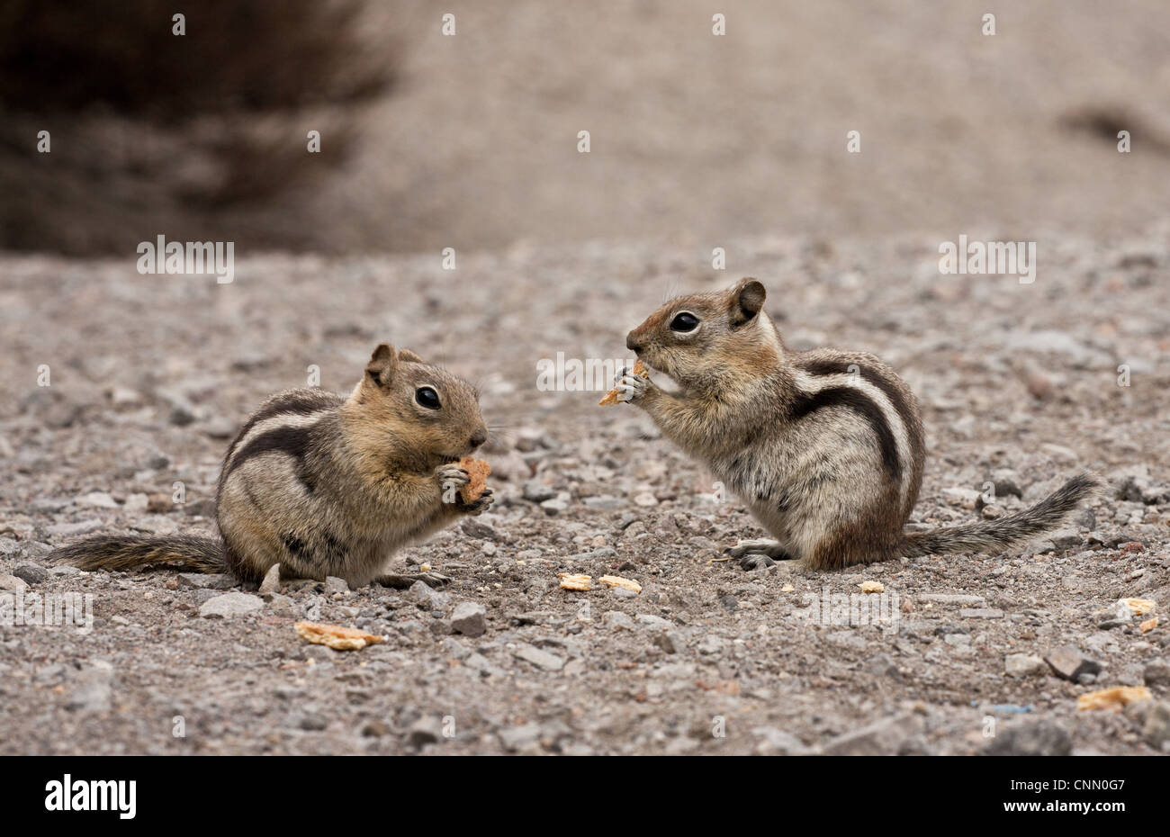 Cascade golden mantled ground squirrels hi-res stock photography and ...