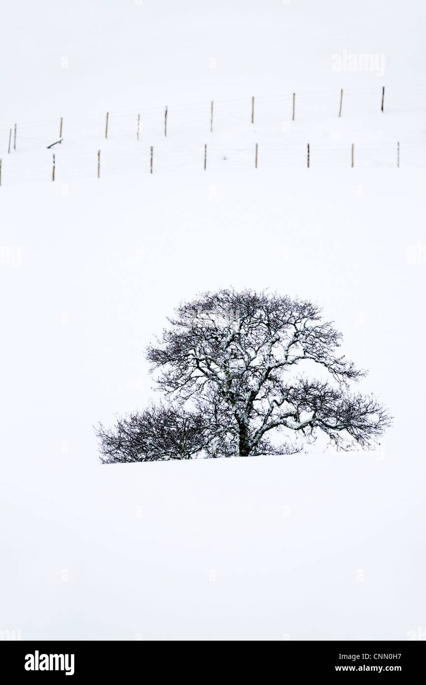 Scotland snow tree hi-res stock photography and images - Alamy