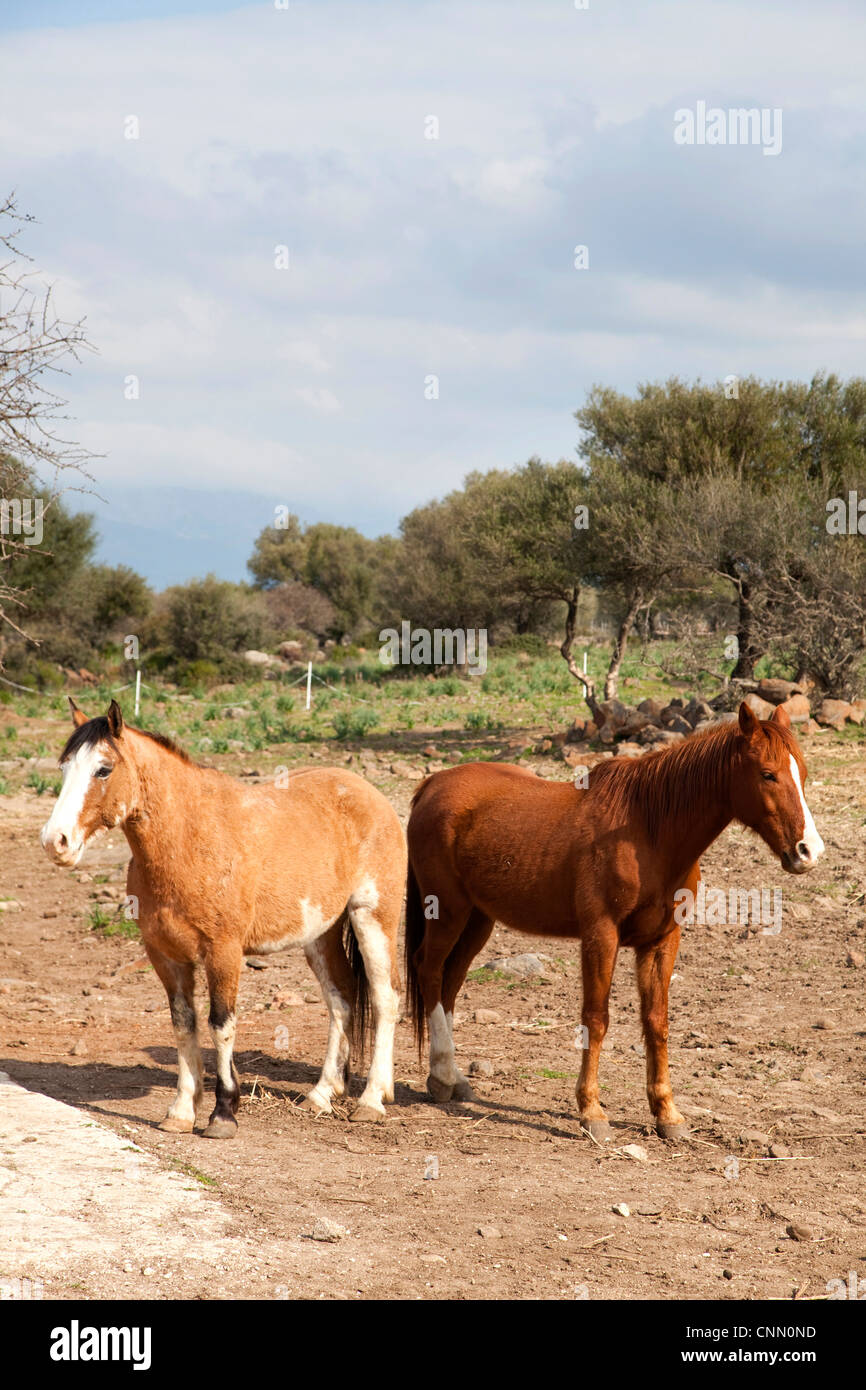 Thoroughbred horses in stable at farm, Sardegna, Sardinia, Italy ...