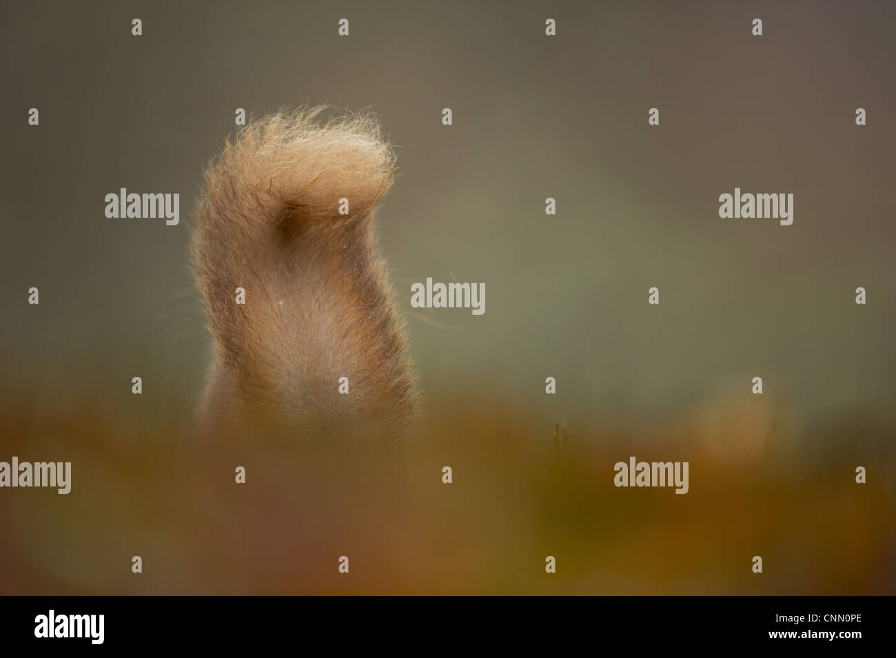 Eurasian Red Squirrel (Sciurus vulgaris) adult, rear view of tail ...